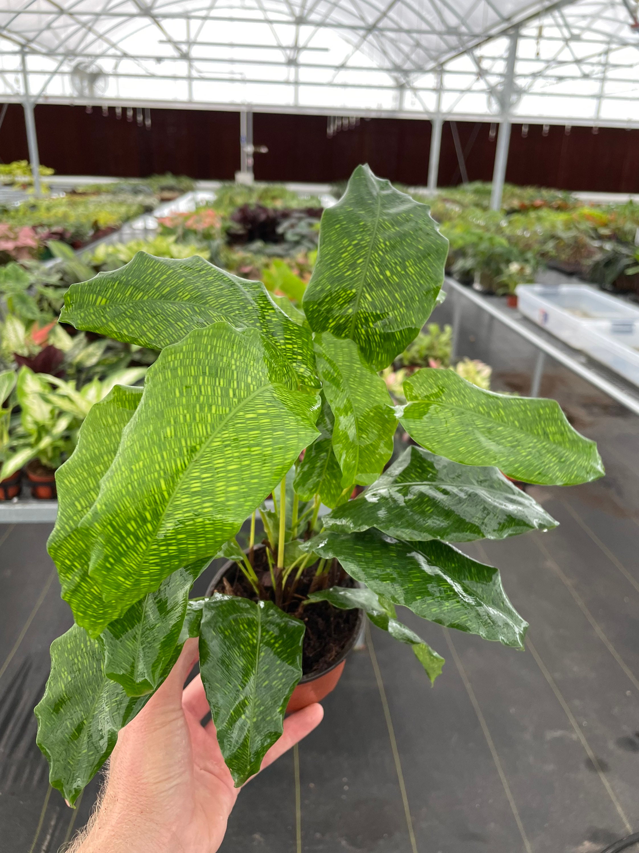 Calathea Musaica network 4 Pot ALL PLANTS Require You to - Etsy