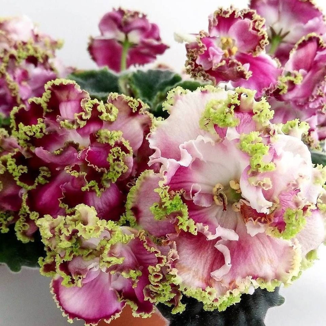 LE Shantal African Violet Starter Plant (ALL PLANTS Require You to ...