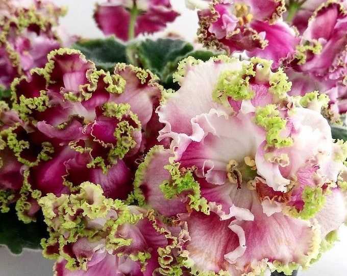 Kei Yoki African Violet Starter Plant (ALL PLANTS Require You to ...