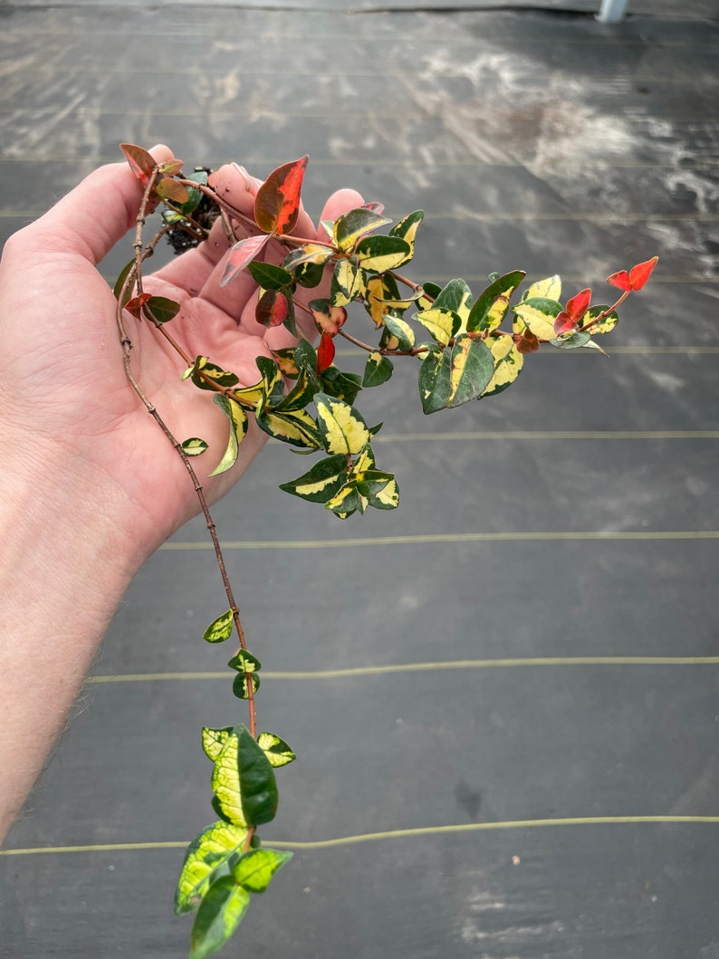 Summer Sunset Asiatic Jasmine Starter Plant (ALL STARTER PLANTS Require ...