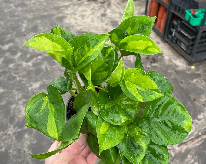 Harlequin Pothos Epipremnum 'auerum' Rare Plant Cuttings - Etsy