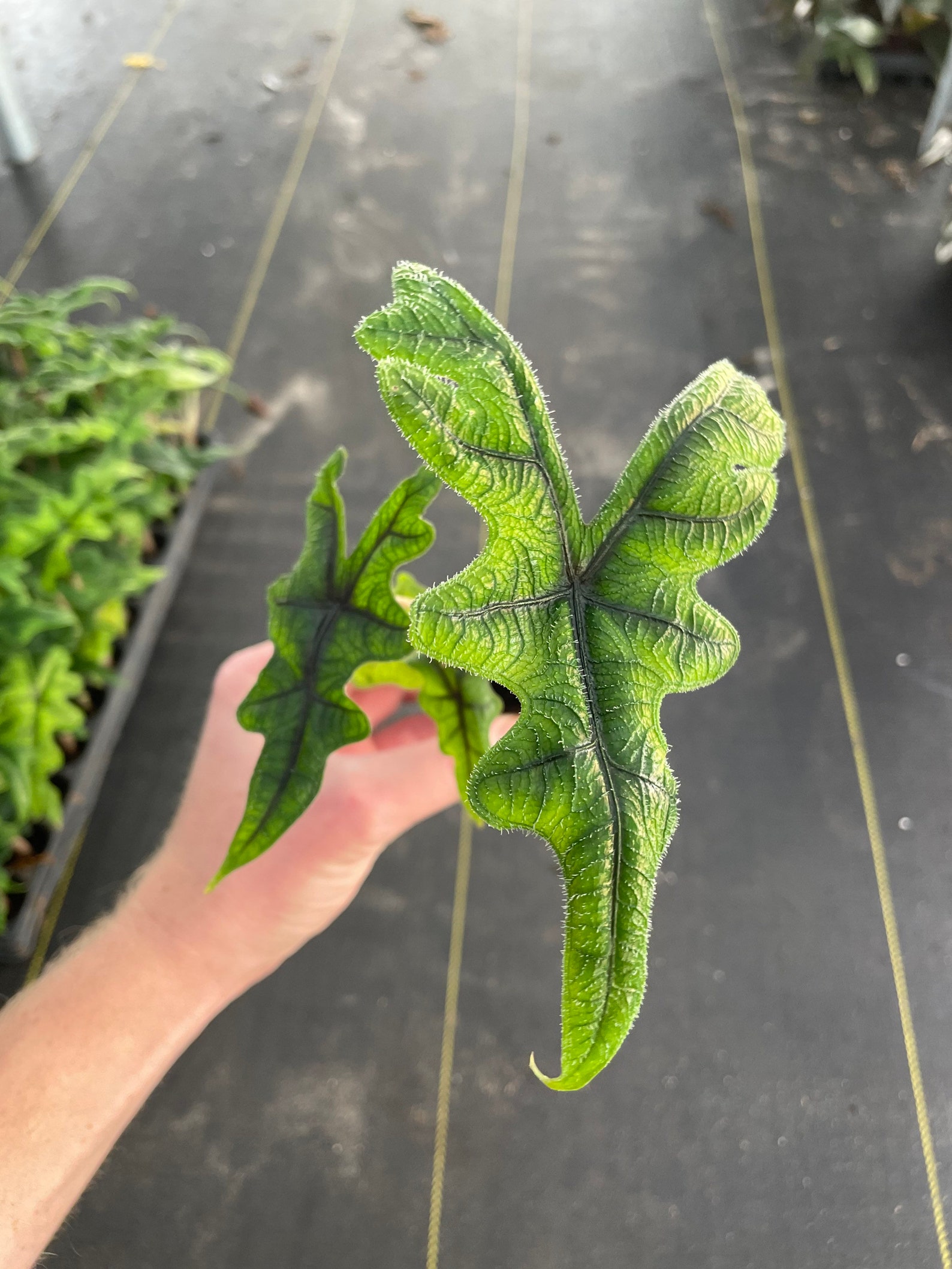 Alocasia Jacklyn Starter Plant (ALL STARTER PLANTS Require You to ...