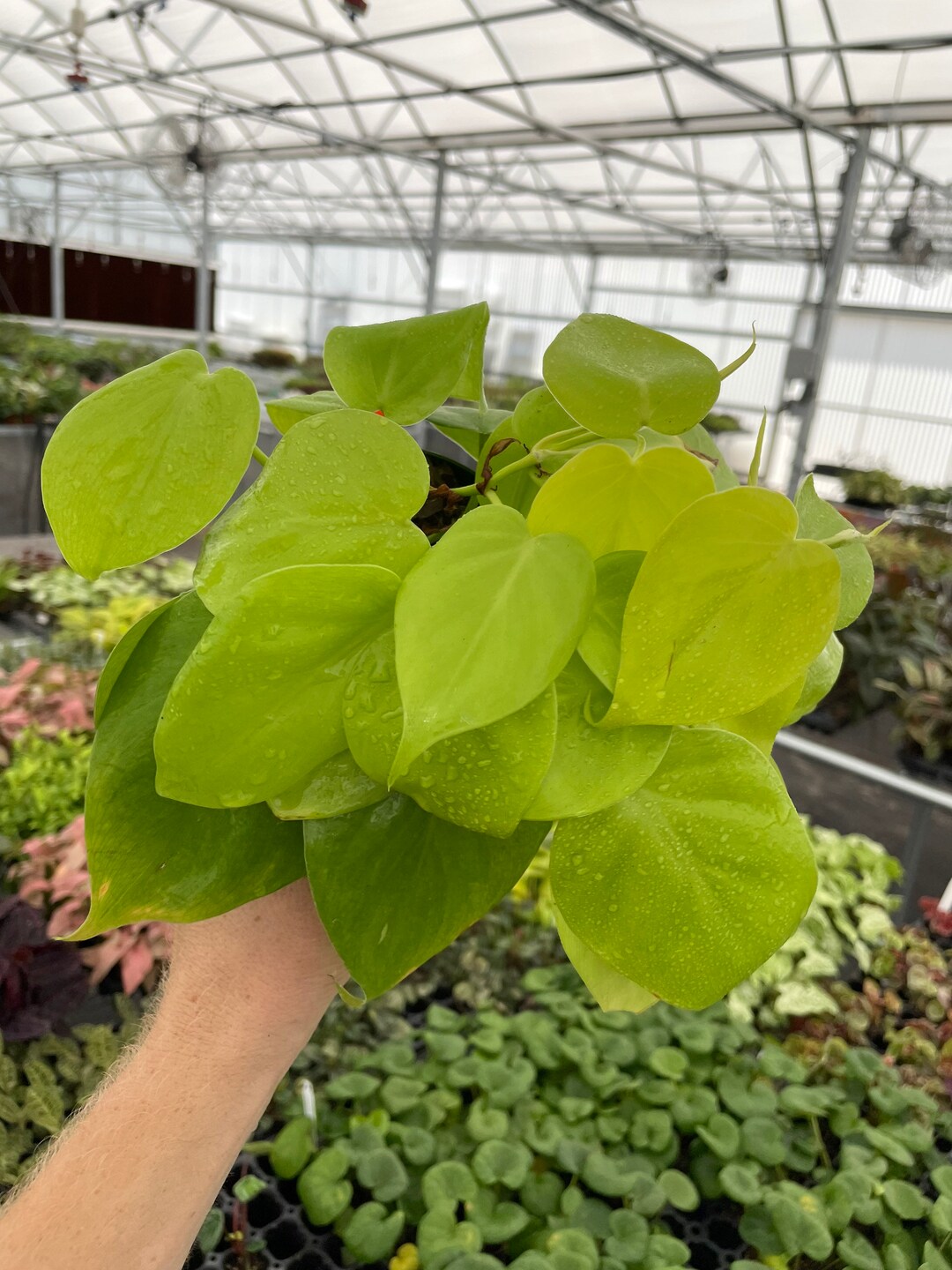 Philodendron Cordatum Lemon Lime “neon” 4” Pot (ALL PLANTS Require You ...