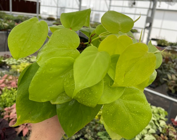 Philodendron Cordatum Lemon Lime neon 4 Pot ALL PLANTS Require You to ...