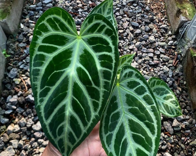 Anthurium Magnificum X Silver Blush Starter Plant (ALL STARTER PLANTS ...