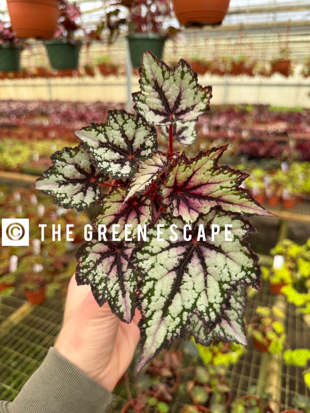 Begonia Robert Golden 4”pot (ALL PLANTS Require You to Purchase 2 ...