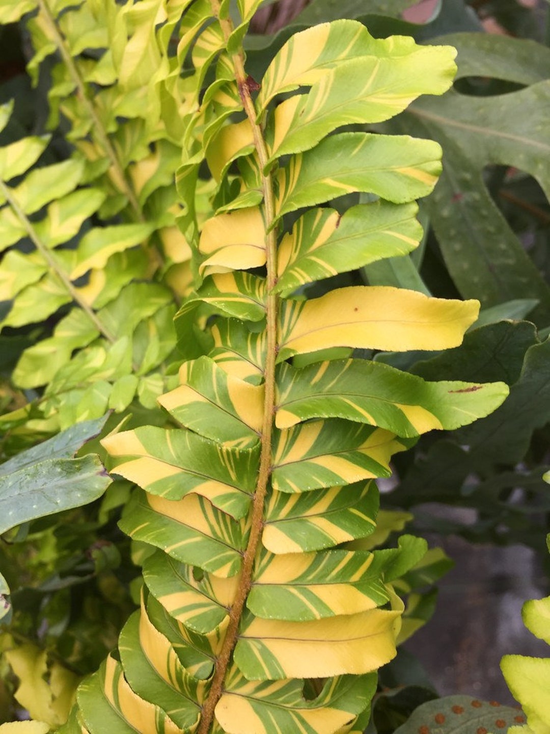 Variegated Tiger Fern “nephrolepis Exaltata” Starter Plant (ALL STARTER ...