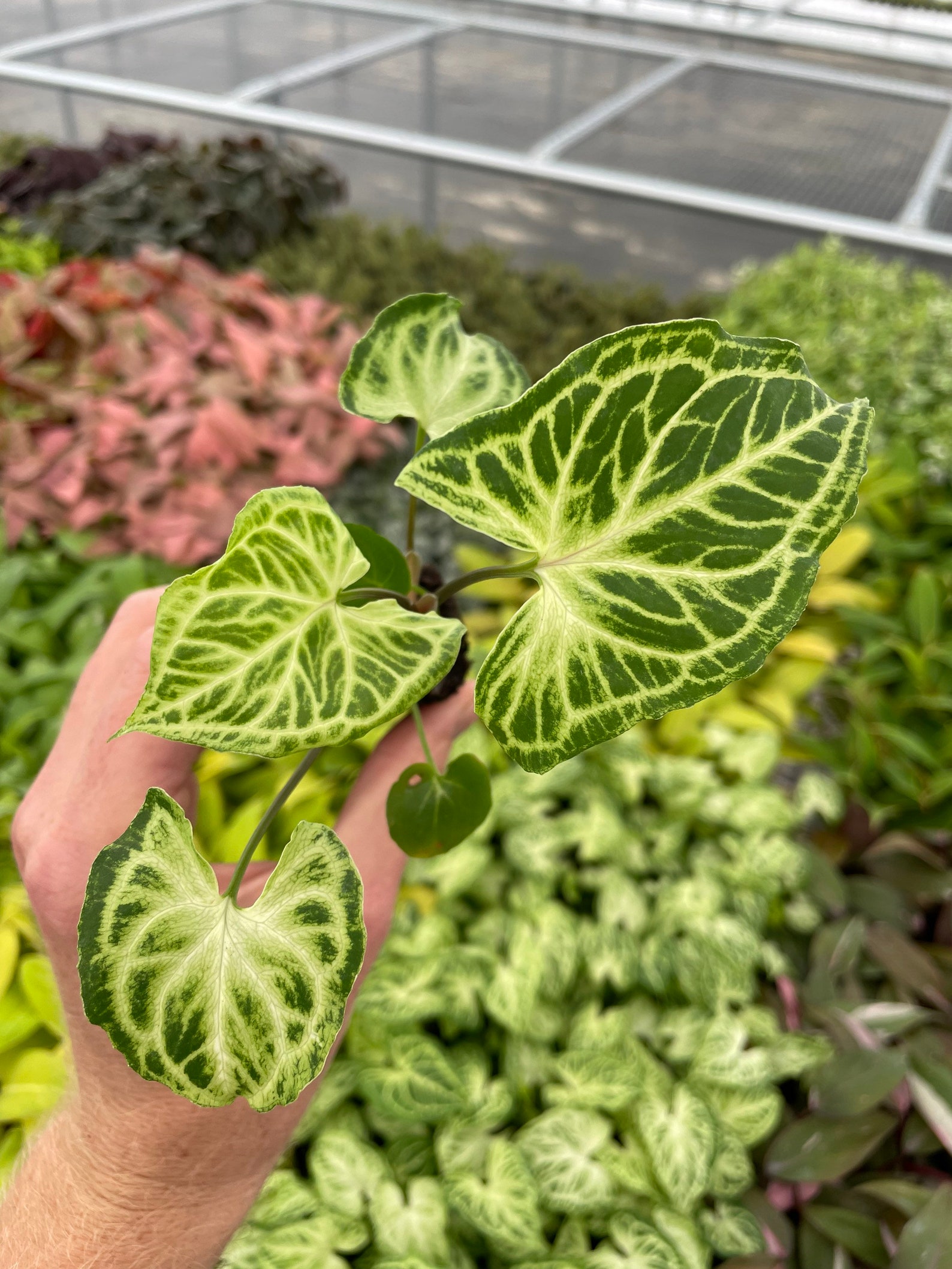 Syngonium Batik Starter Plant ALL STARTER PLANTS Require You to ...