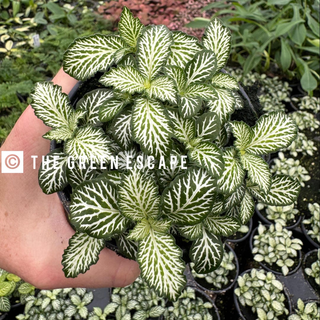 Fittonia ‘white Tiger’ 4” Pot (ALL PLANTS Require You to Purchase 2 ...