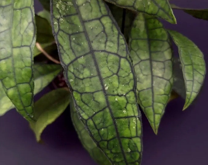 Hoya Finlaysonii Long Leaf Starter Cutting (ALL Starter Plants/cuttings Require You to Purchase ...