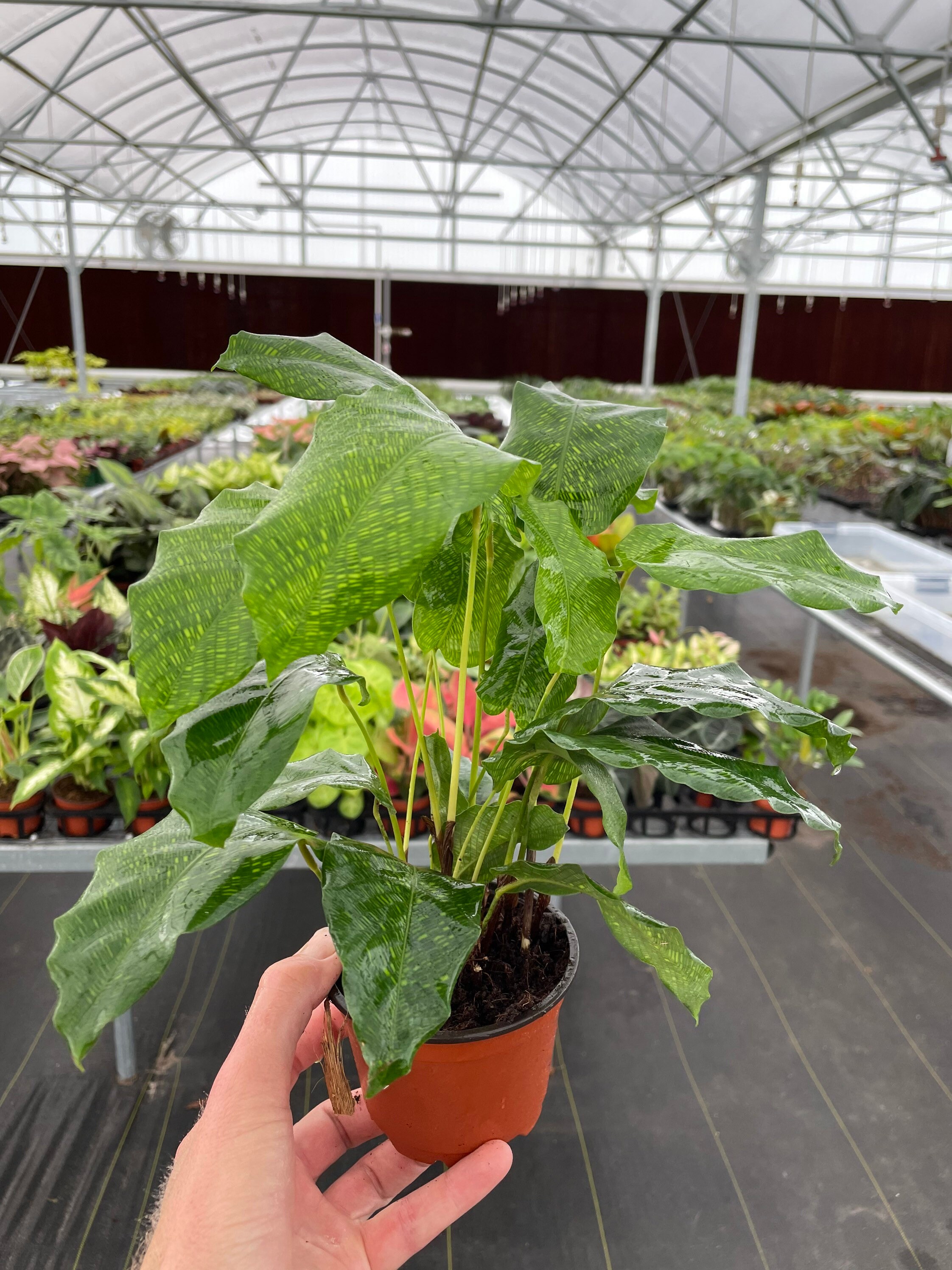 Calathea Musaica network 4 Pot ALL PLANTS Require You to - Etsy