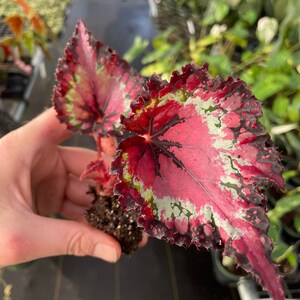 Harmonys Queen of Hearts Begonia Starter Plant (ALL STARTER PLANTS ...