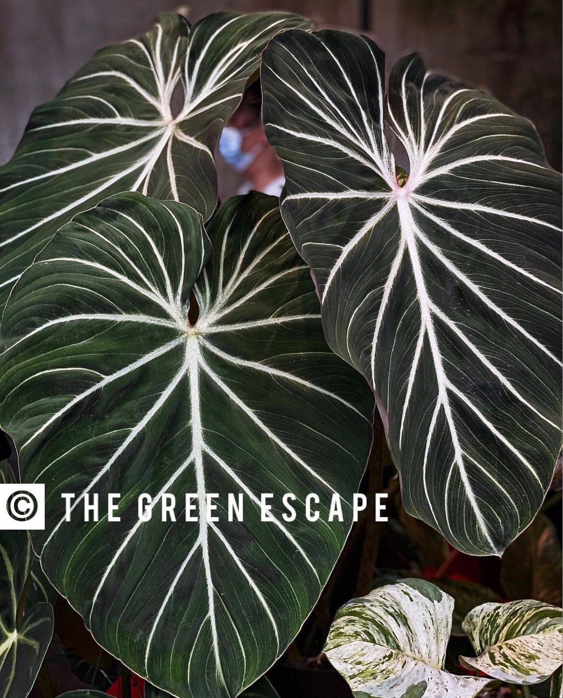 Philodendron Zebra Gloriosum Starter Plant ALL STARTER PLANTS - Etsy