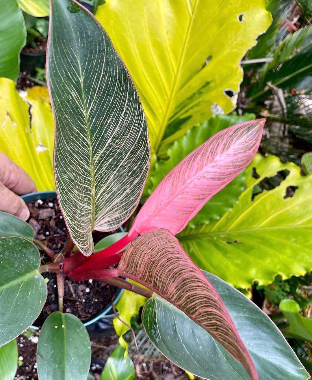 Philodendron Pink Birkin Starter Plant (ALL STARTER PLANTS Require You ...