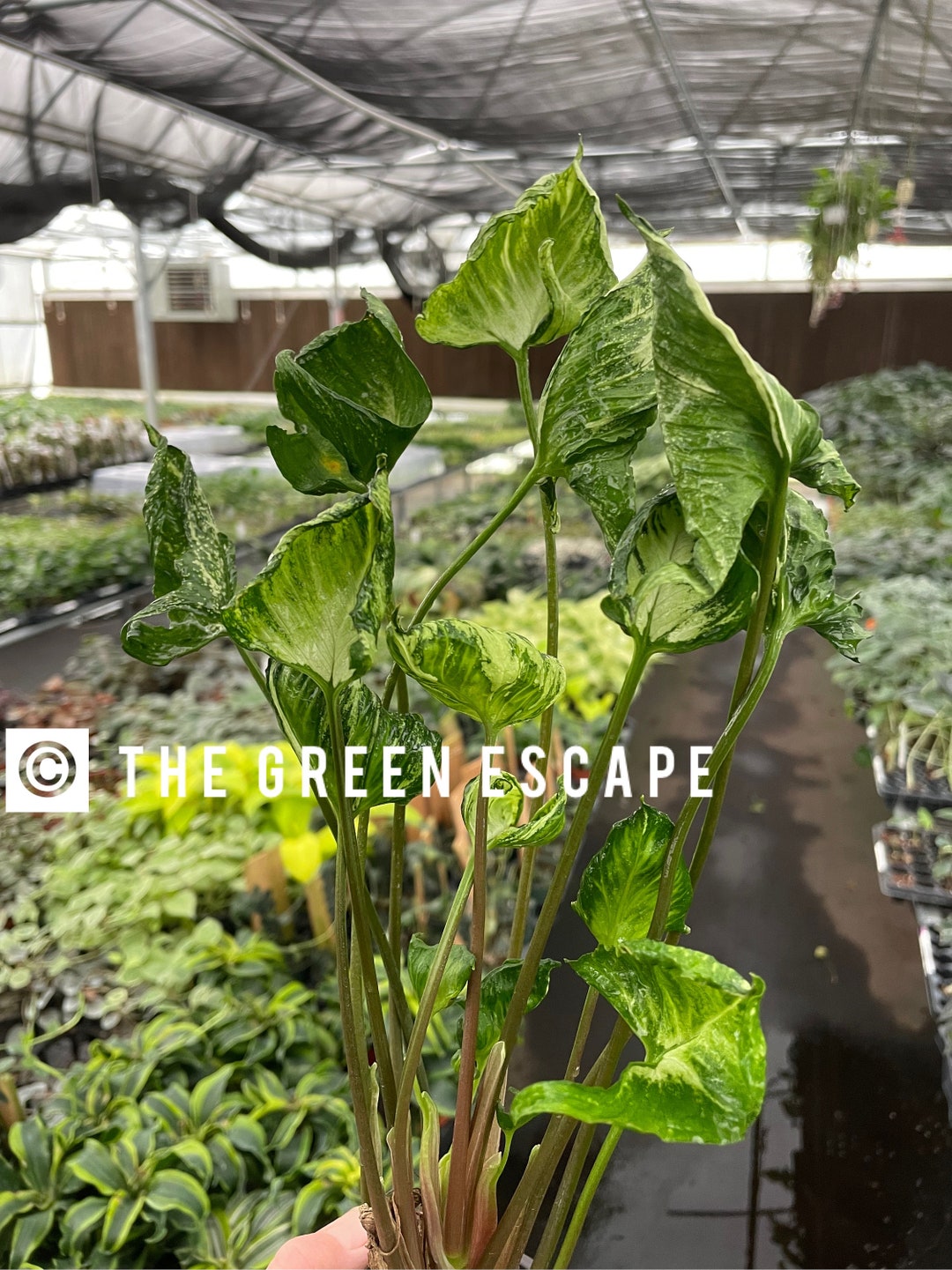 Syngonium Godzilla Starter Plant (ALL STARTER PLANTS Require You to ...