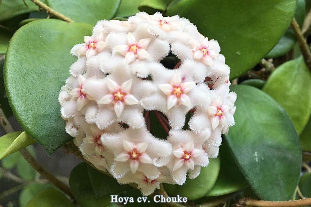 Hoya Cv. Chouke Starter Plant (ALL STARTER PLANTS Require You to ...