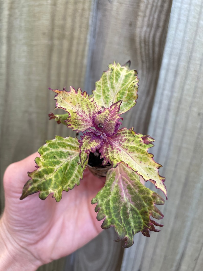 Coleus Peters Wonder Starter Plant ALL STARTER PLANTS Require - Etsy