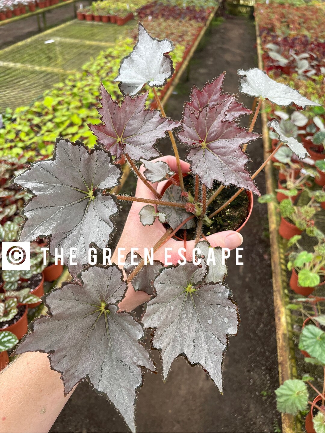 Begonia Silver Mist 4pot ALL PLANTS Require You to Purchase 2 Plants - Etsy