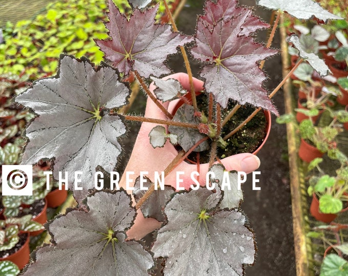 Begonia Silver Mist 4”pot (ALL PLANTS Require You to Purchase 2 Plants ...