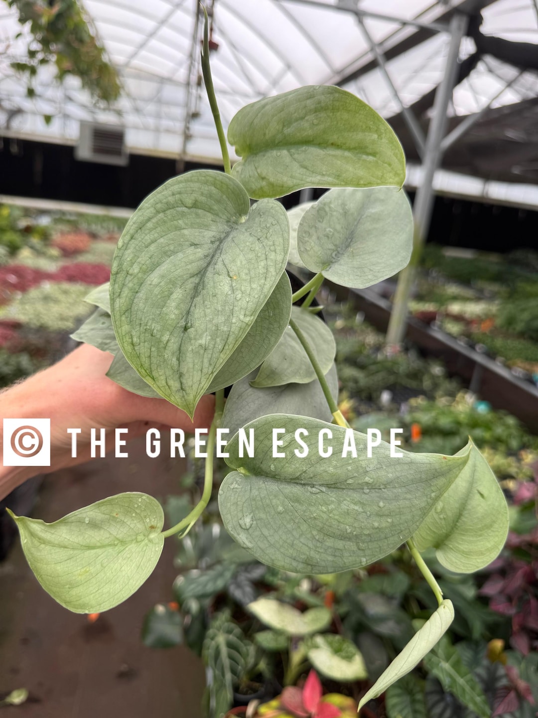 Scindapsus Sooo Silver 4” Pot (ALL PLANTS Require You to Purchase 2 ...