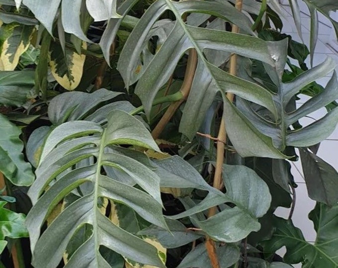 Variegated Cebu Blue Epipremnum Pinnatum Cebu Blue Ghost - Etsy