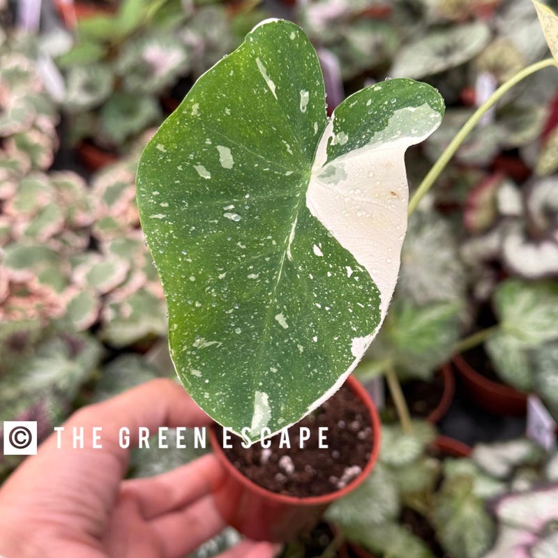 Colocasia Mojito - Etsy