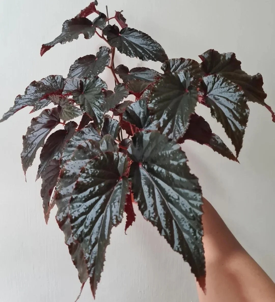 Begonia Black Magic Starter Plant ALL STARTER PLANTS Require You to ...