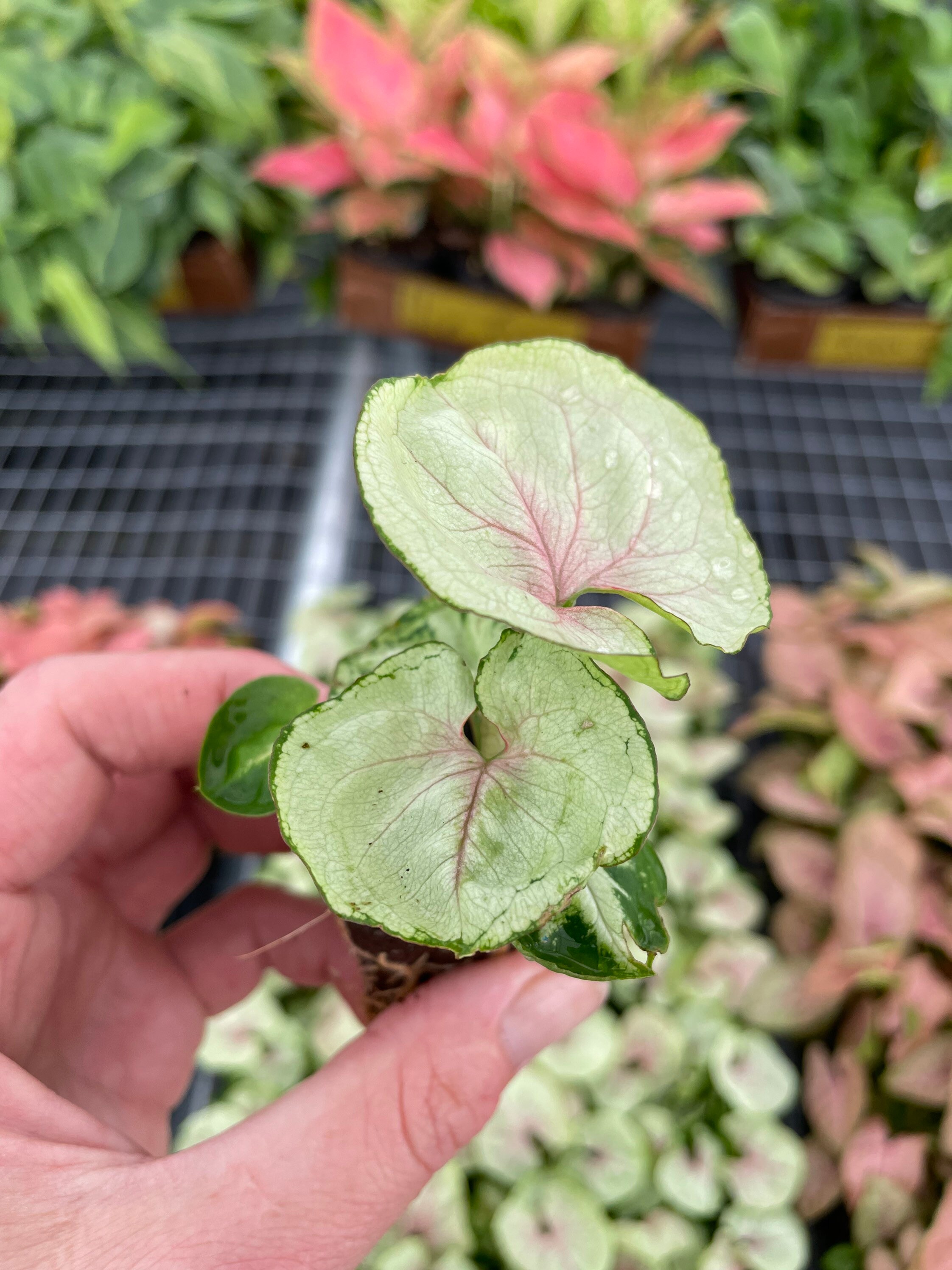 Syngonium Bold Allusion Starter Plant ALL STARTER PLANTS - Etsy