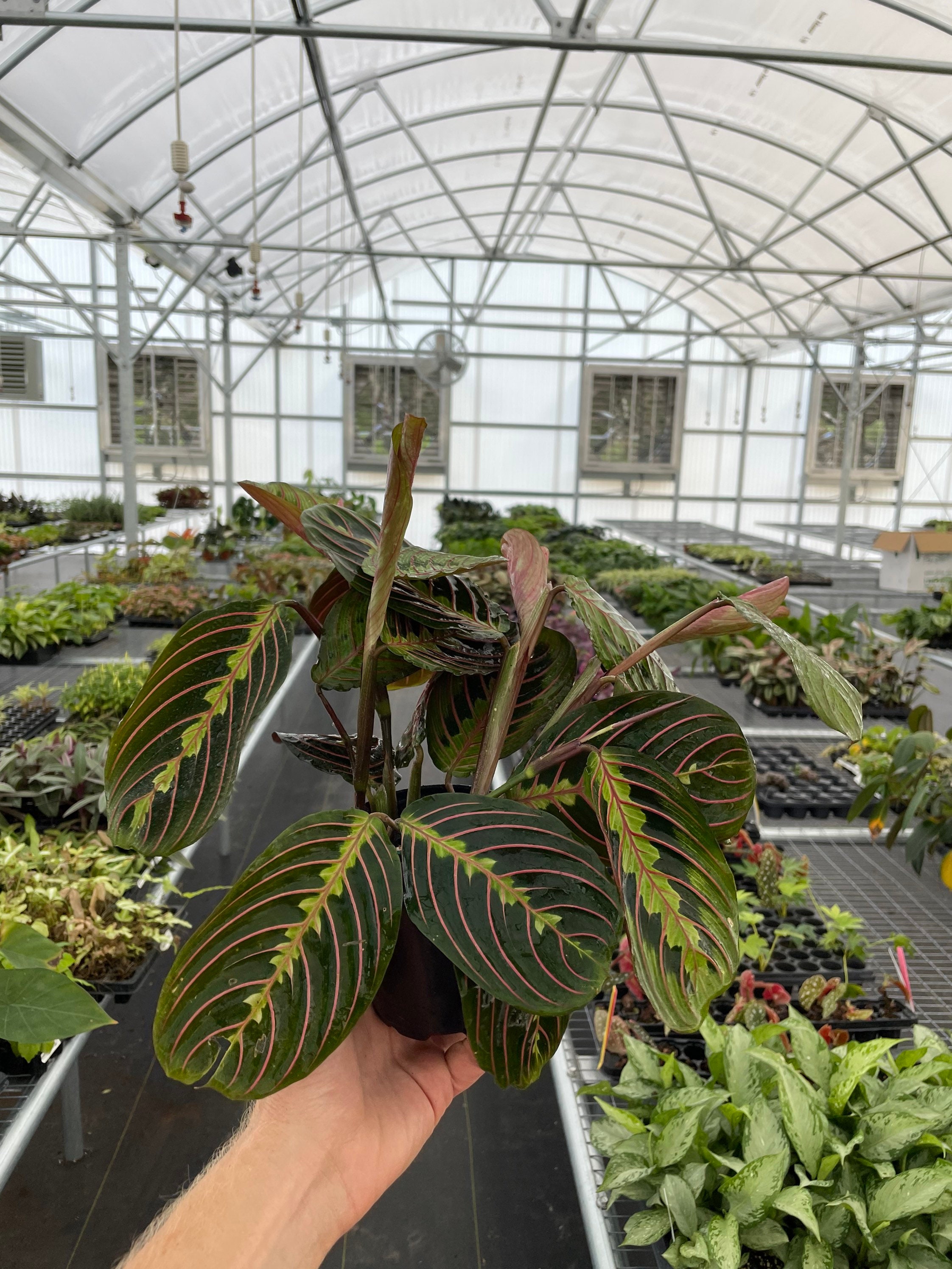 Red Maranta 4 Pot ALL PLANTS Require You to Purchase 2 - Etsy