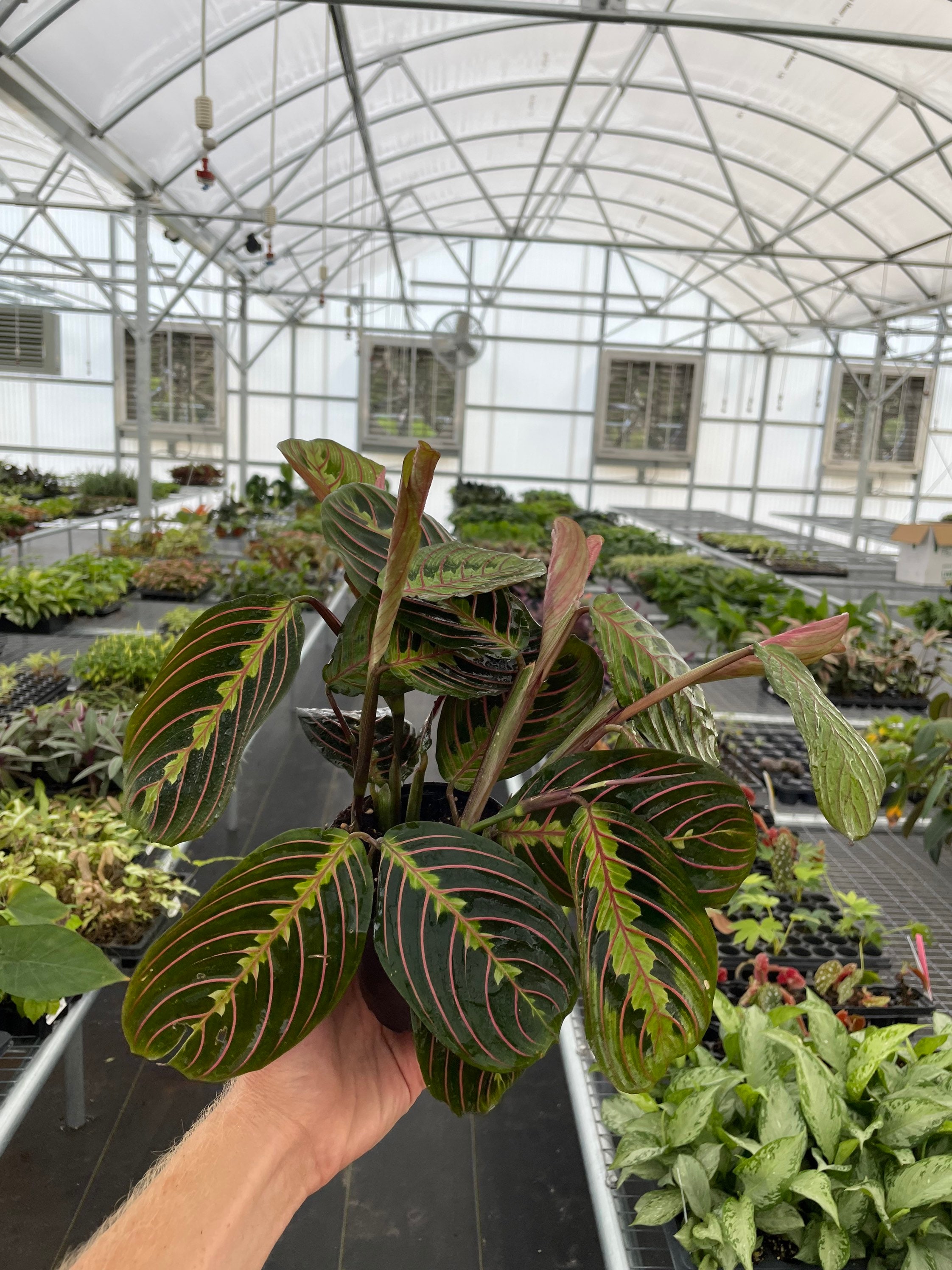 Red Maranta 4 Pot ALL PLANTS Require You to Purchase 2 - Etsy