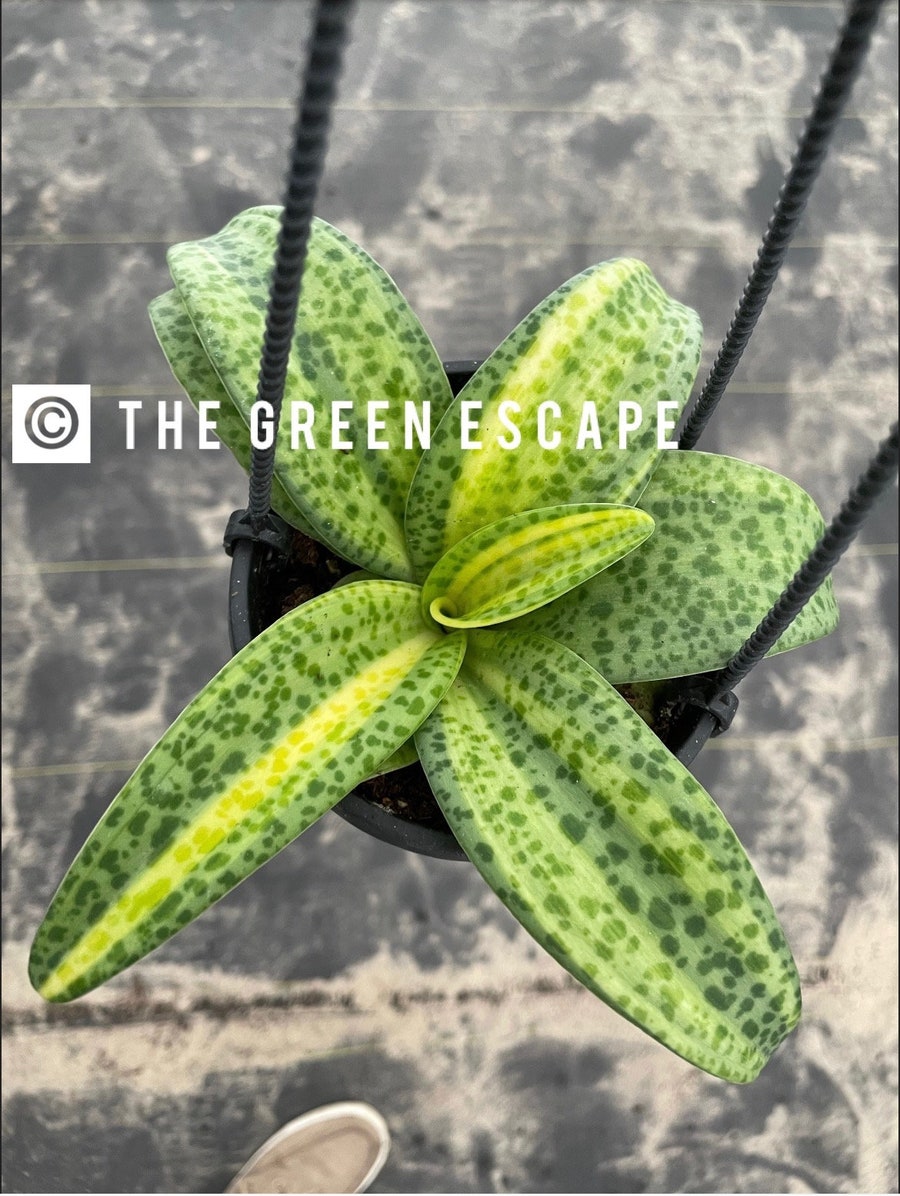 TheGreenEscape - Etsy