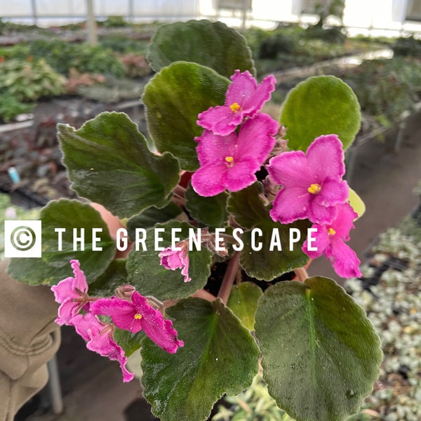 Variegated African Violets - Etsy