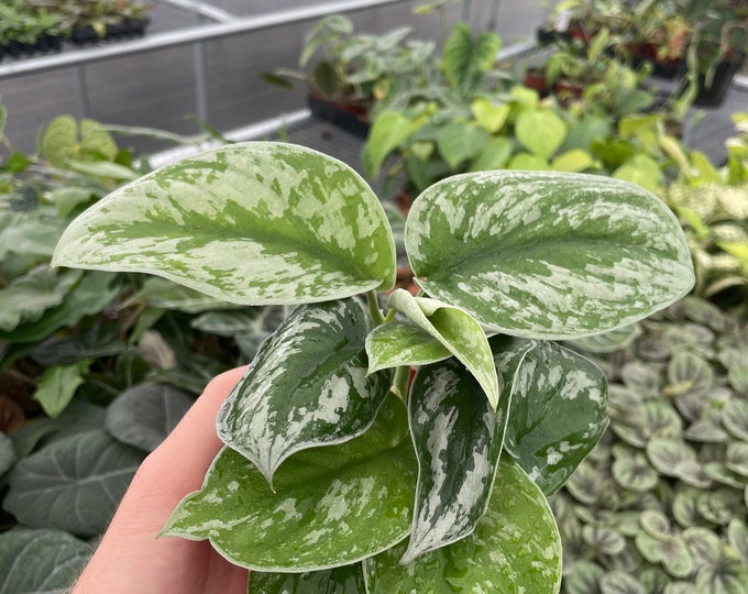 Scindapsus Pictus Silver Splash 4 Pot ALL PLANTS Require You to ...