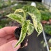 Albo Variegated Spider Man Monstera variegated Amydrium Medium Starter ...