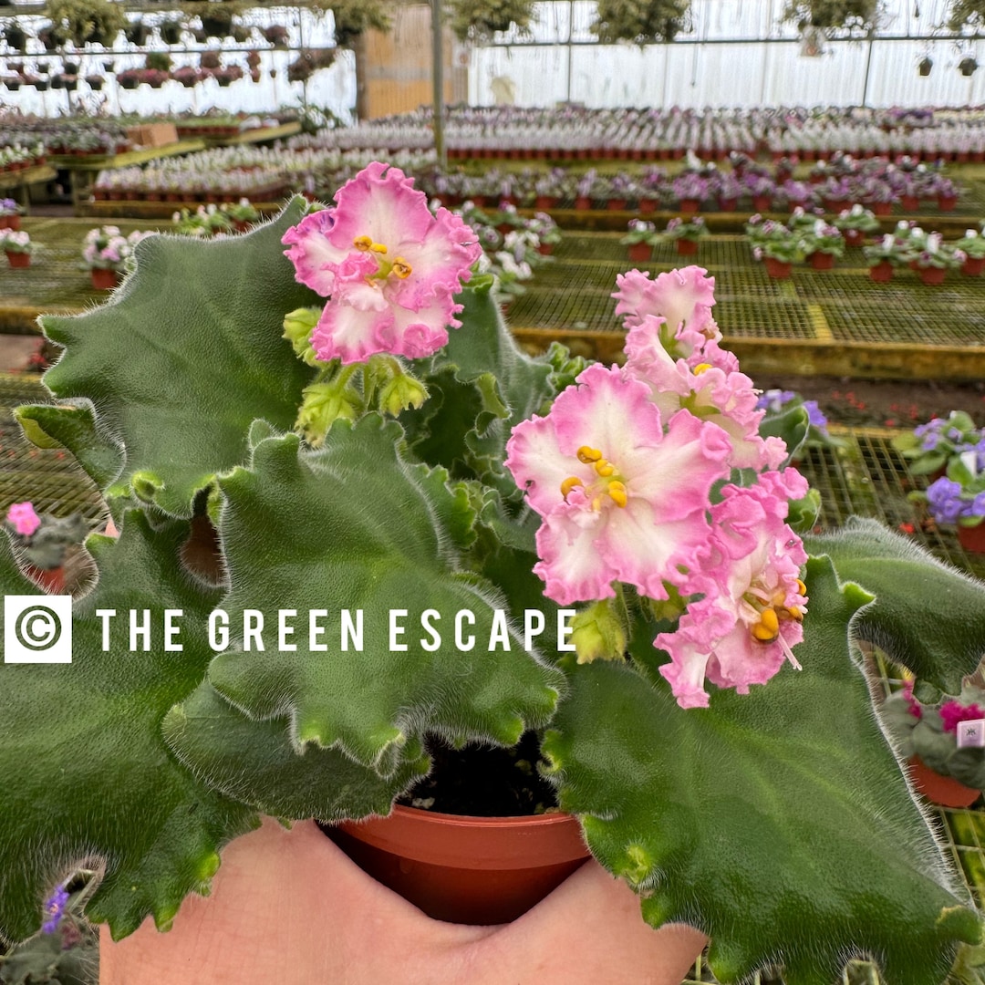 Harmonys Sparkling Money African Violet Starter Plant (ALL Starter ...