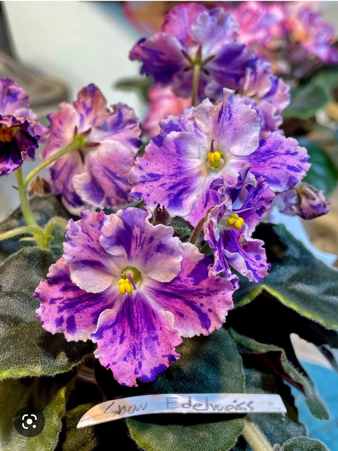 Snow Edelweiss African Violet Starter Plant (ALL Starter PLANTS Require ...