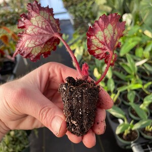 Harmonys Queen of Hearts Begonia Starter Plant (ALL STARTER PLANTS ...