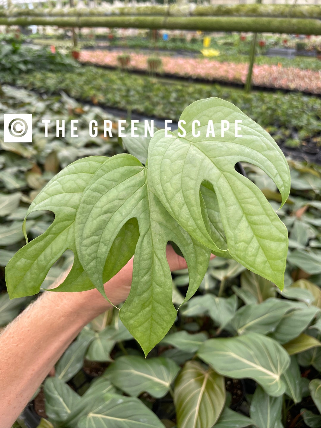 Spider Man Monstera “amydrium Silver” 4” Pot (ALL PLANTS Require You to ...