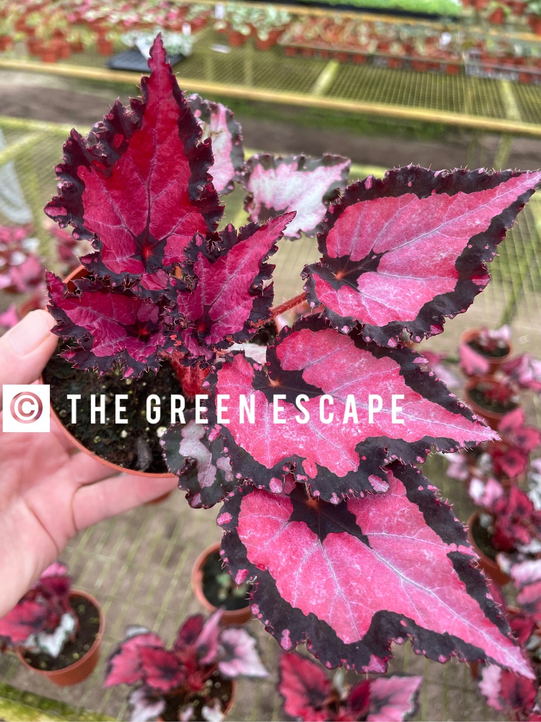 Begonia Harmonys Red Robin 4”pot (ALL PLANTS Require You to Purchase 2 ...