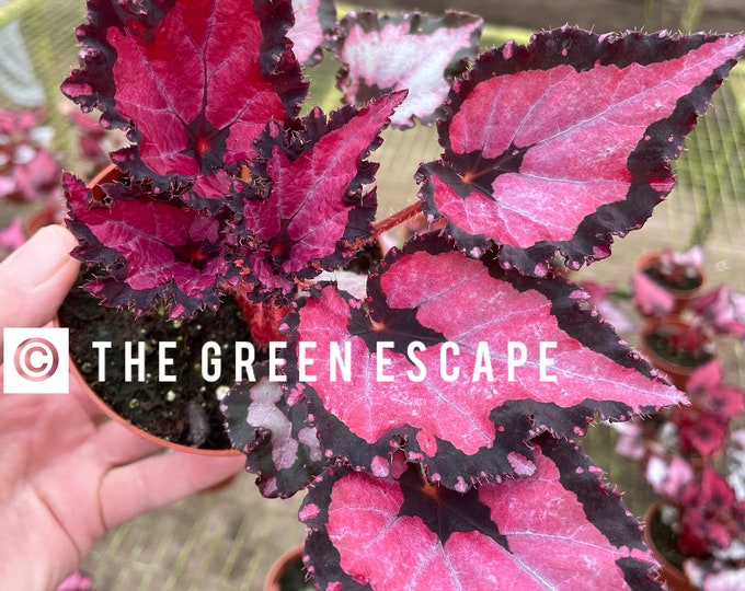 Begonia Harmonys Red Robin 4”pot (ALL PLANTS Require You to Purchase 2 ...