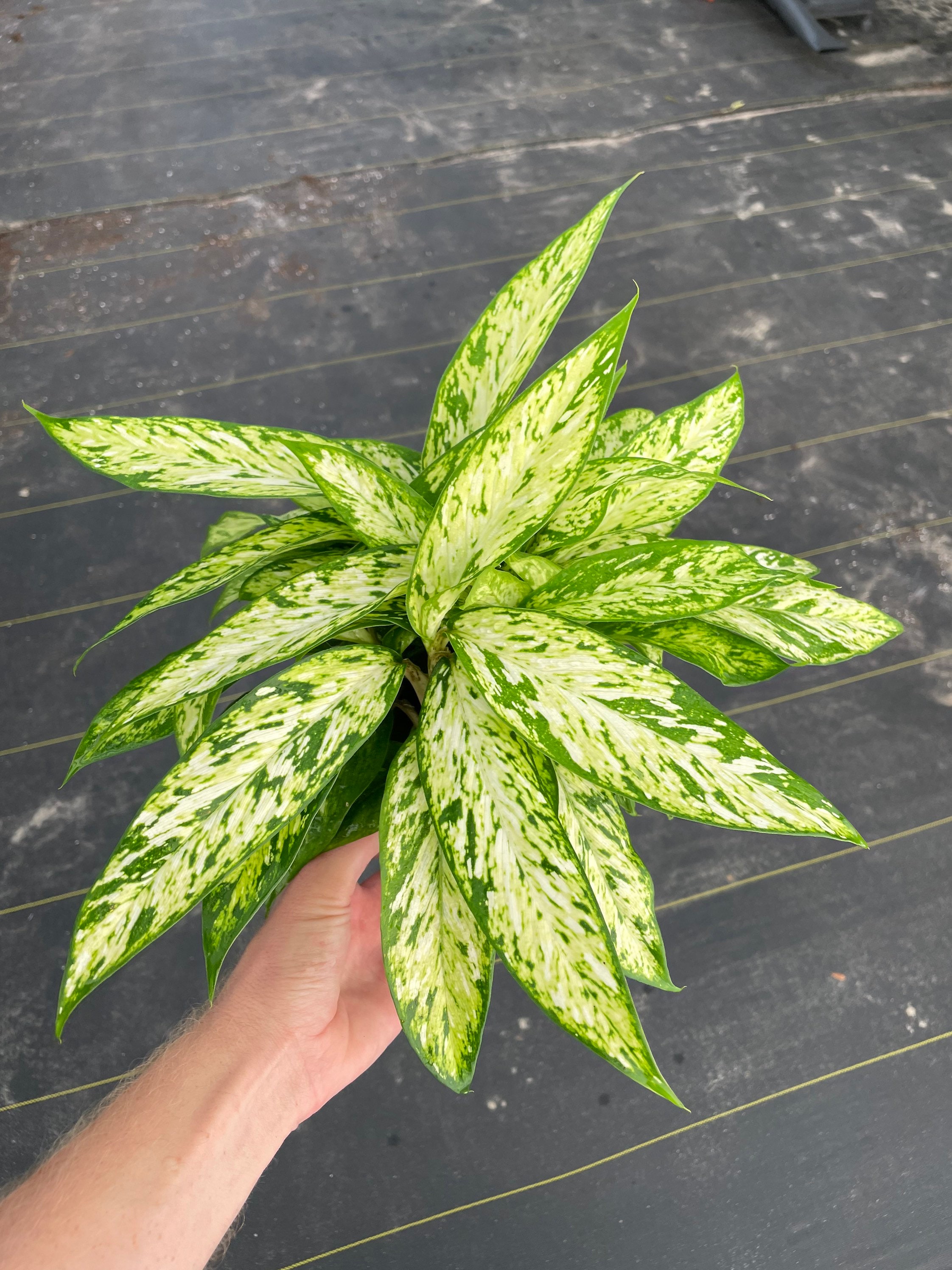 Dieffenbachia Starbright 4 Pot ALL PLANTS Require You to - Etsy