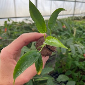 Philodendron 69686 Starter Plant (ALL STARTER PLANTS Require You to ...