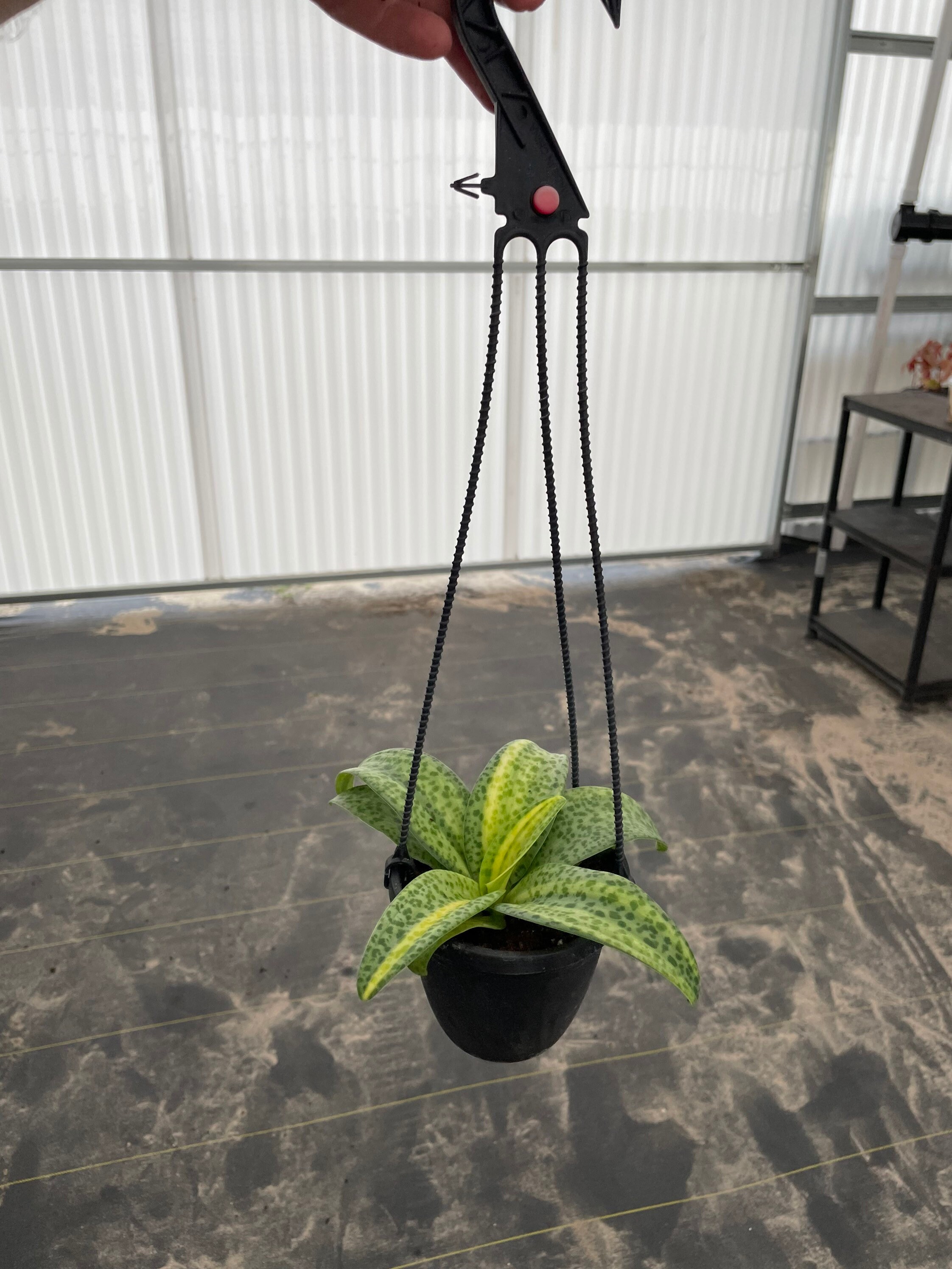 Variegated Leopard Lily 4” Hanging Basket (ALL PLANTS Require You to ...