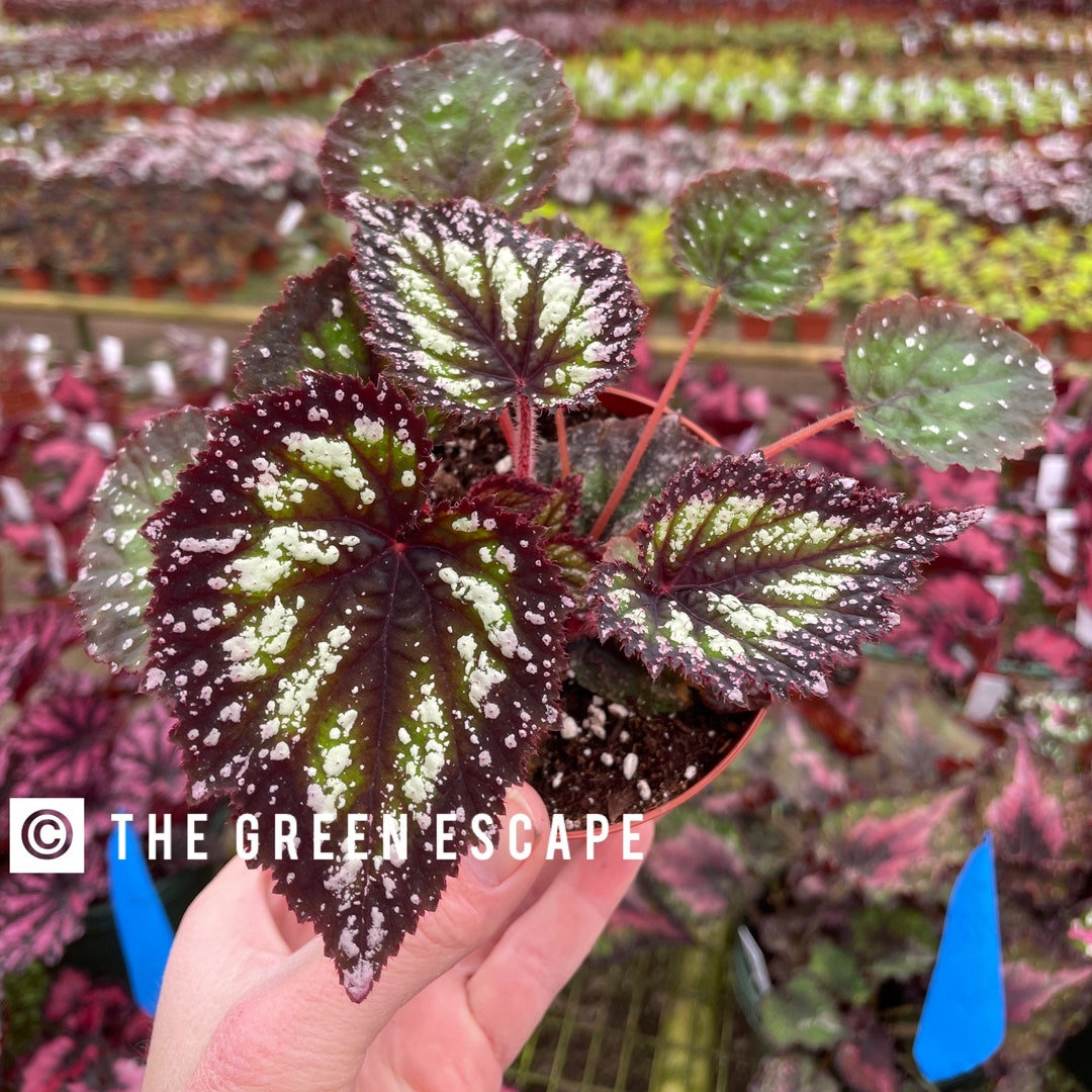 Harmonys Starry Night Begonia 4 Pot ALL PLANTS Require You to Purchase ...