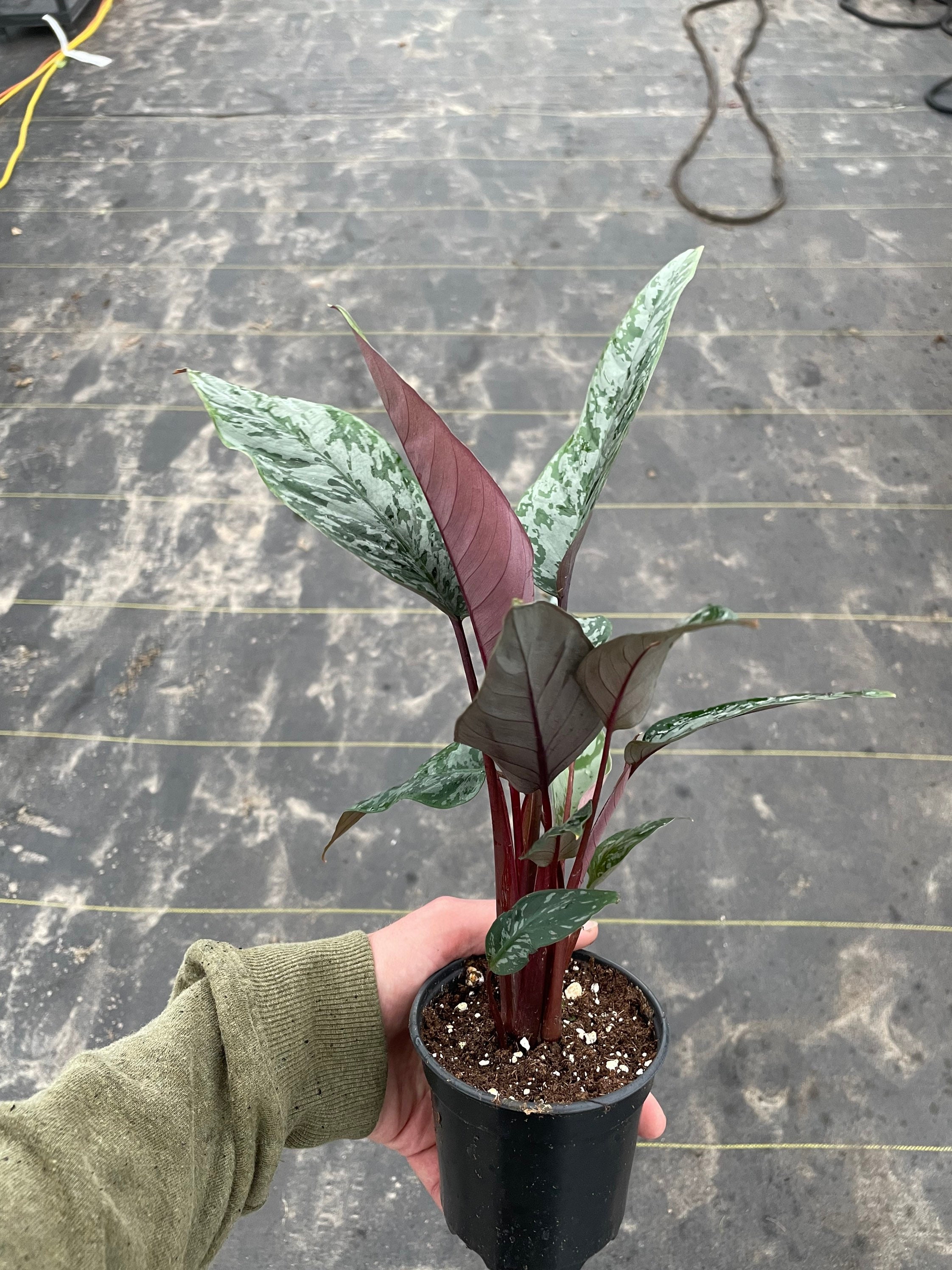 Apoballis Acuminatissima lavallei 4 Pot ALL PLANTS Require - Etsy