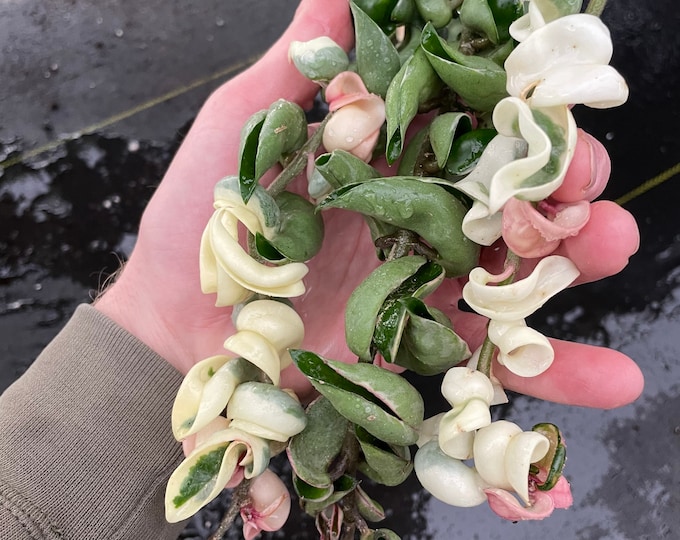 Variegated Hoya Carnosa Compacta variegated Hindu Rope - Etsy