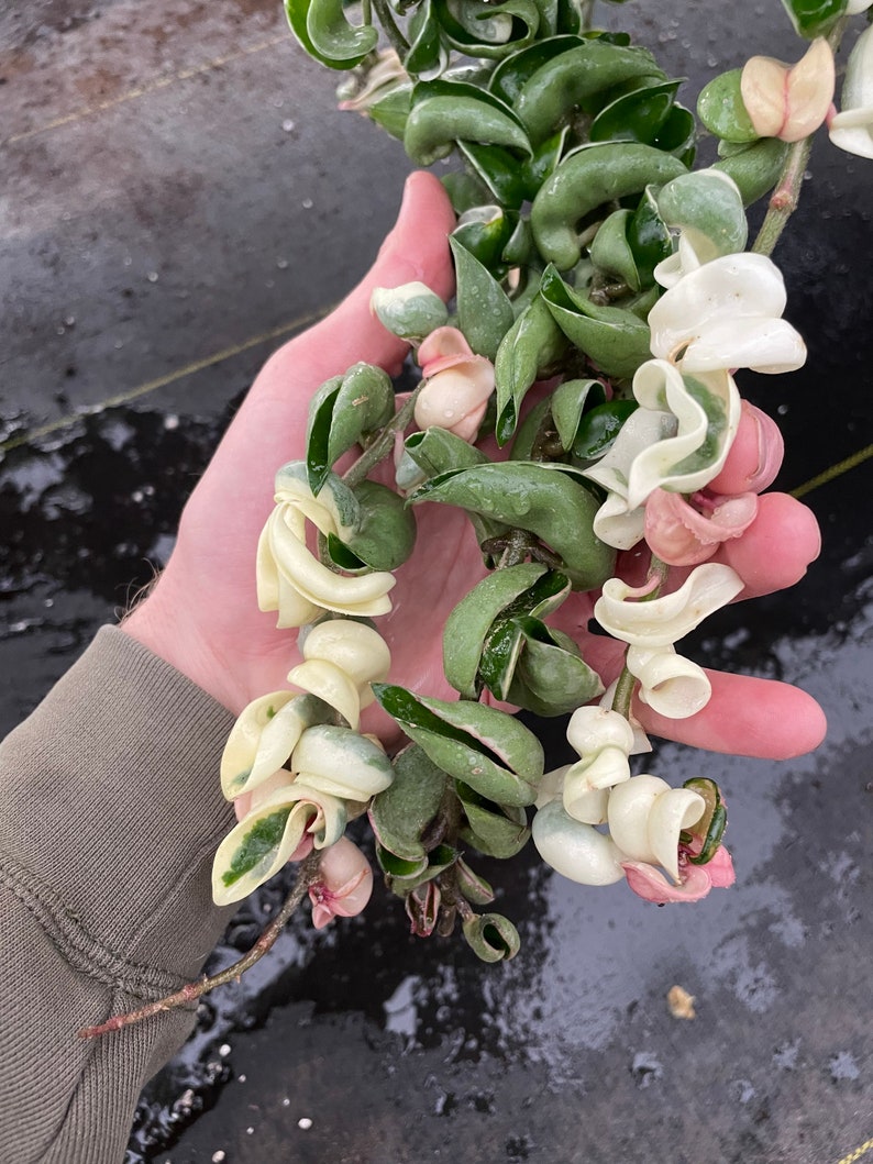 Variegated Hoya Carnosa Compacta variegated Hindu Rope - Etsy
