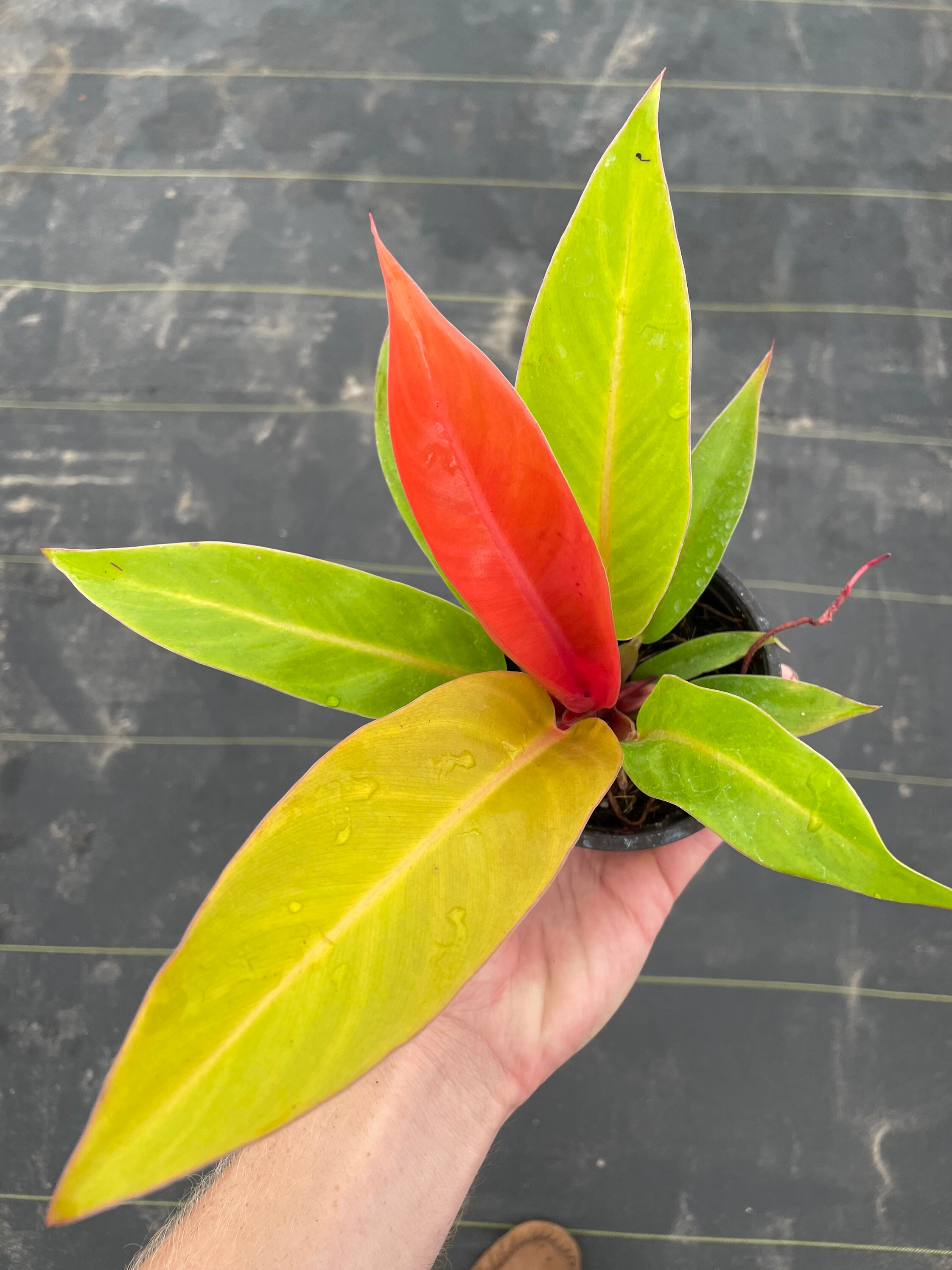 Philodendron Red Sun 4 Pot ALL PLANTS Require You to - Etsy