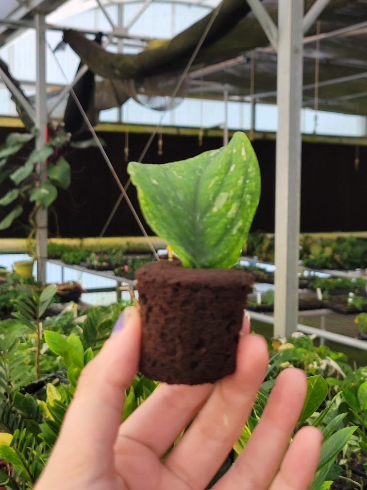 Rhaphidaphora Korthalsii Thai Con Starter Plant (ALL STARTER PLANTS ...