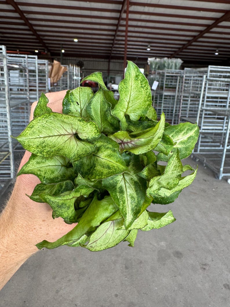 Syngonium Red Yami 3” Pot (ALL PLANTS Require You to Purchase 2 Plants ...